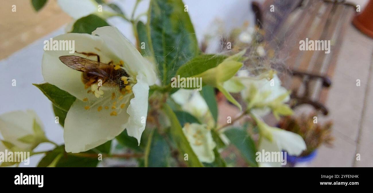 Mining Bees (Andrena Stock Photo - Alamy