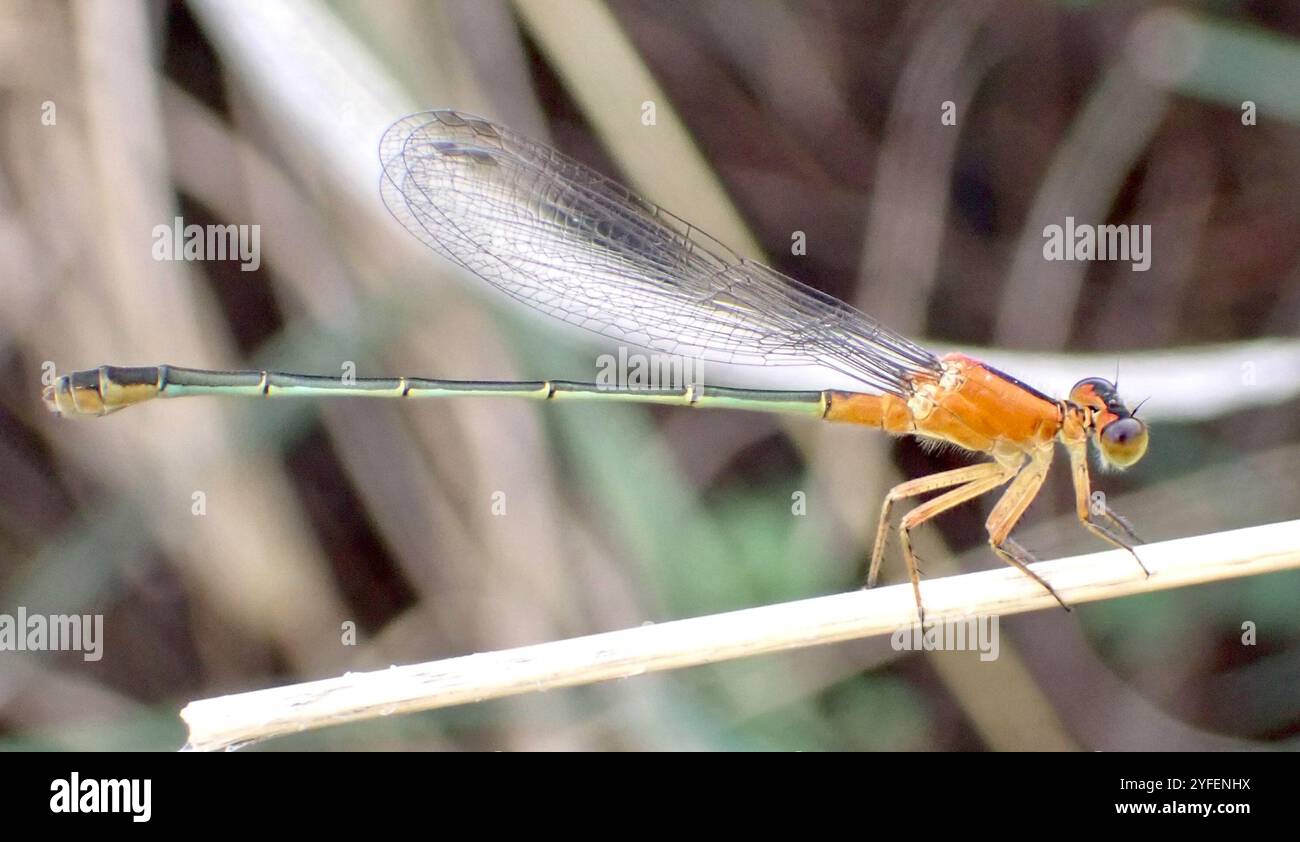 Ramburii ramburii hi-res stock photography and images - Alamy