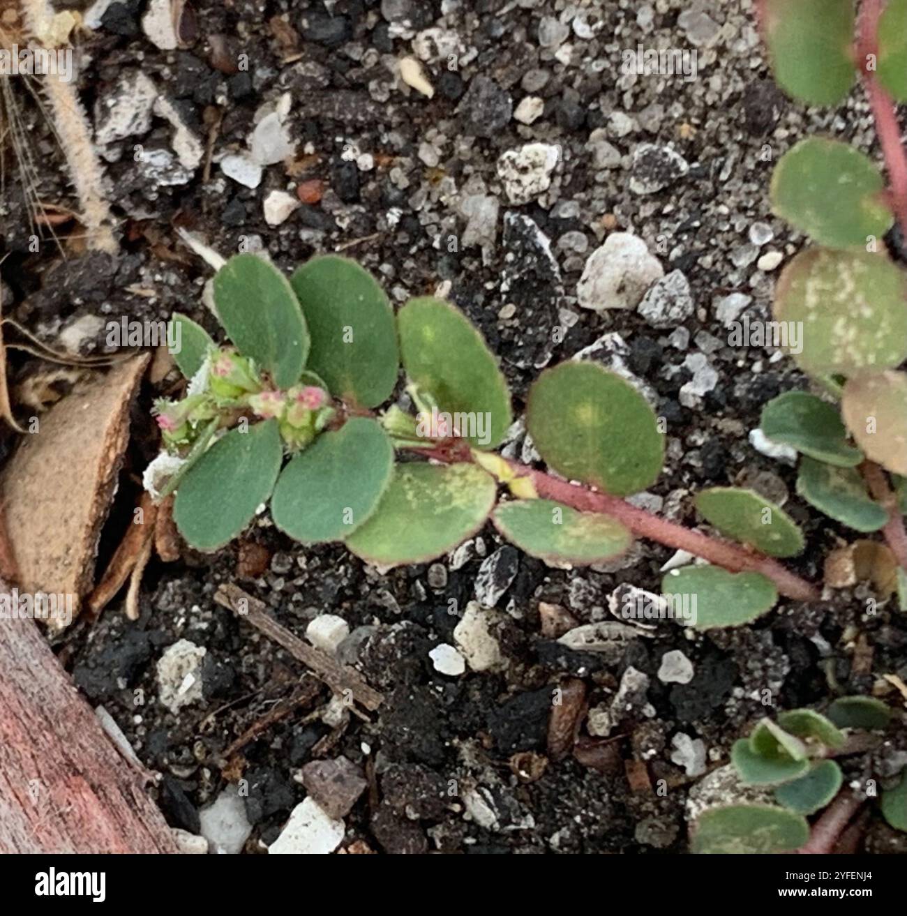 prostrate sandmat (Euphorbia prostrata Stock Photo - Alamy