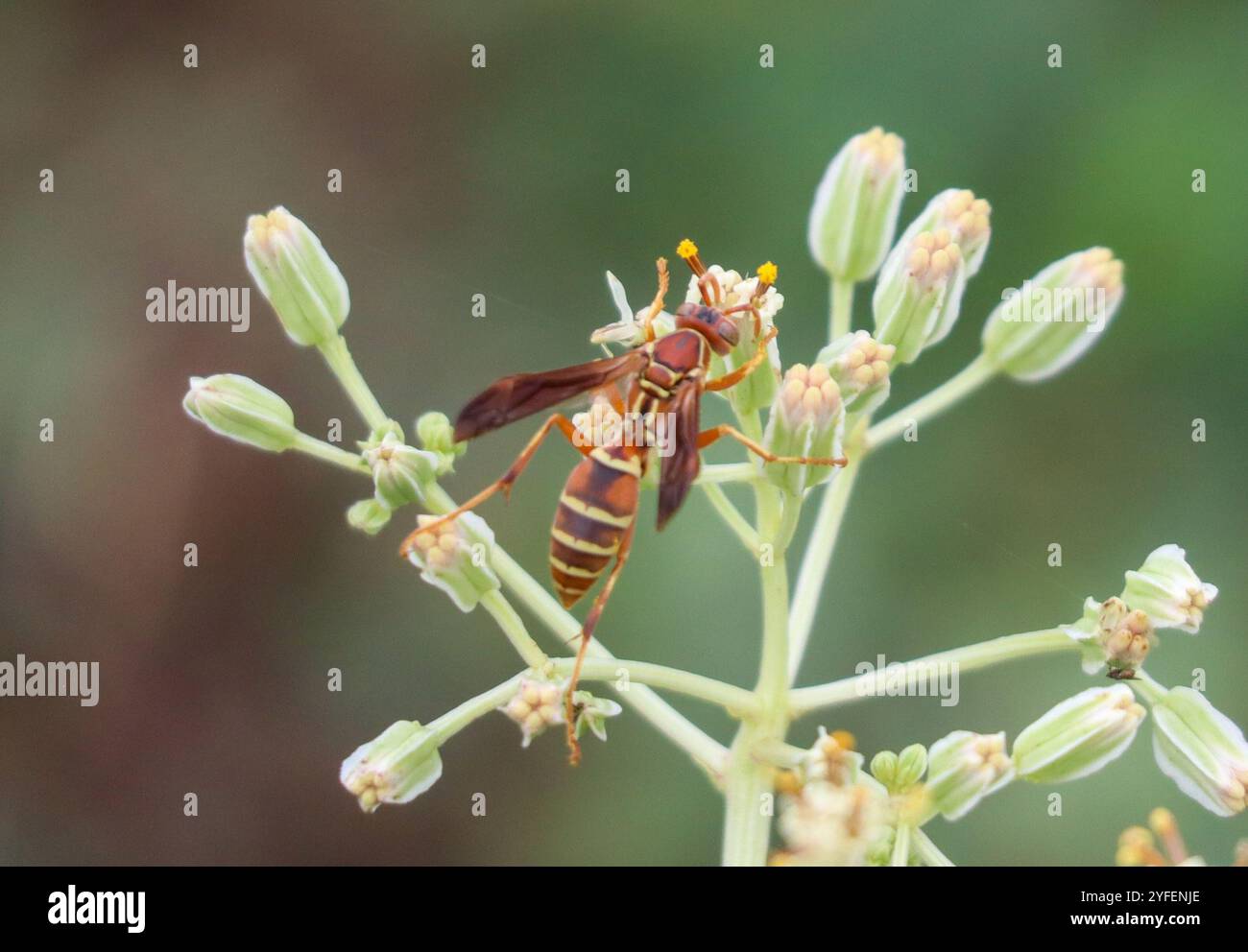 Southern Paper Wasp (Polistes bellicosus Stock Photo - Alamy