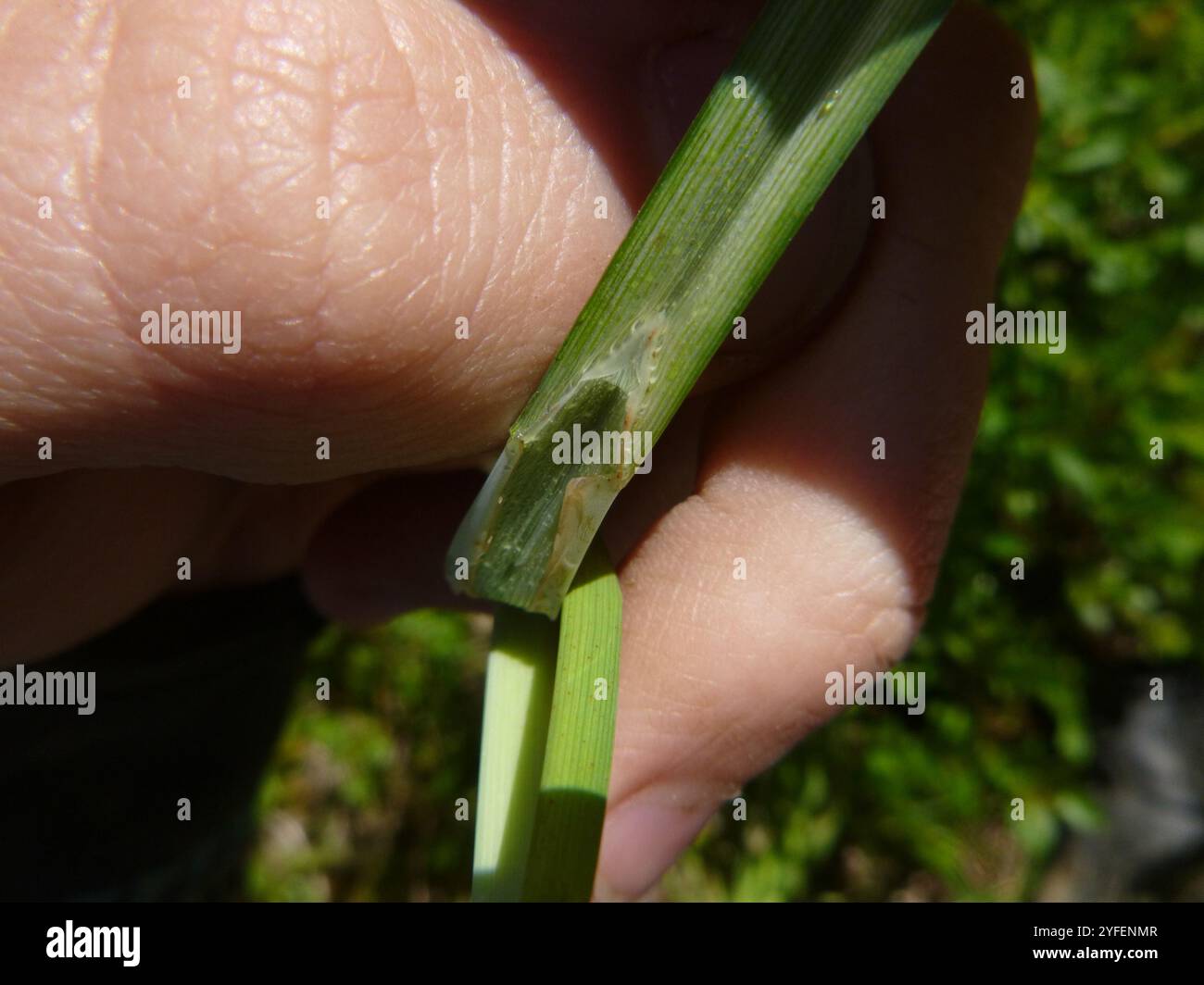 slender tufted-sedge (Carex acuta Stock Photo - Alamy