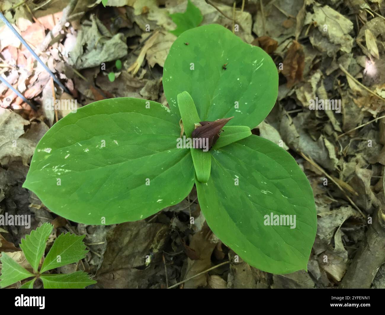 toadshade (Trillium sessile Stock Photo - Alamy