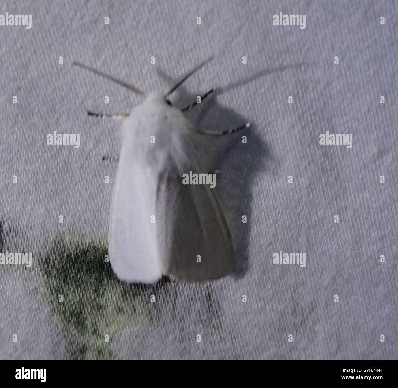 Fall Webworm Moth (Hyphantria cunea Stock Photo - Alamy