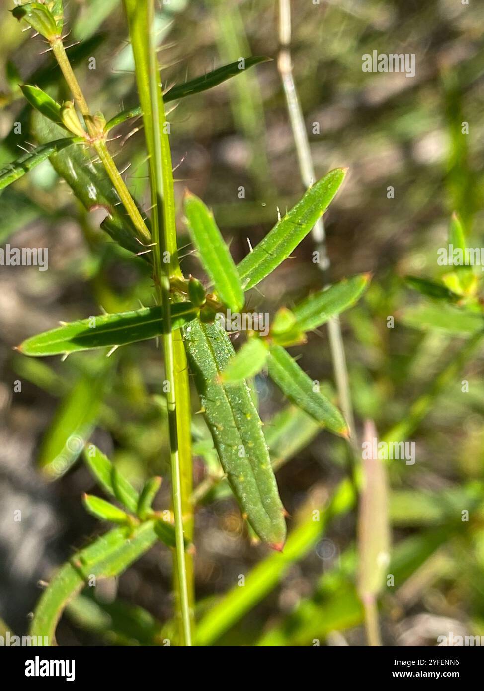 Rhexia lutea hi-res stock photography and images - Alamy