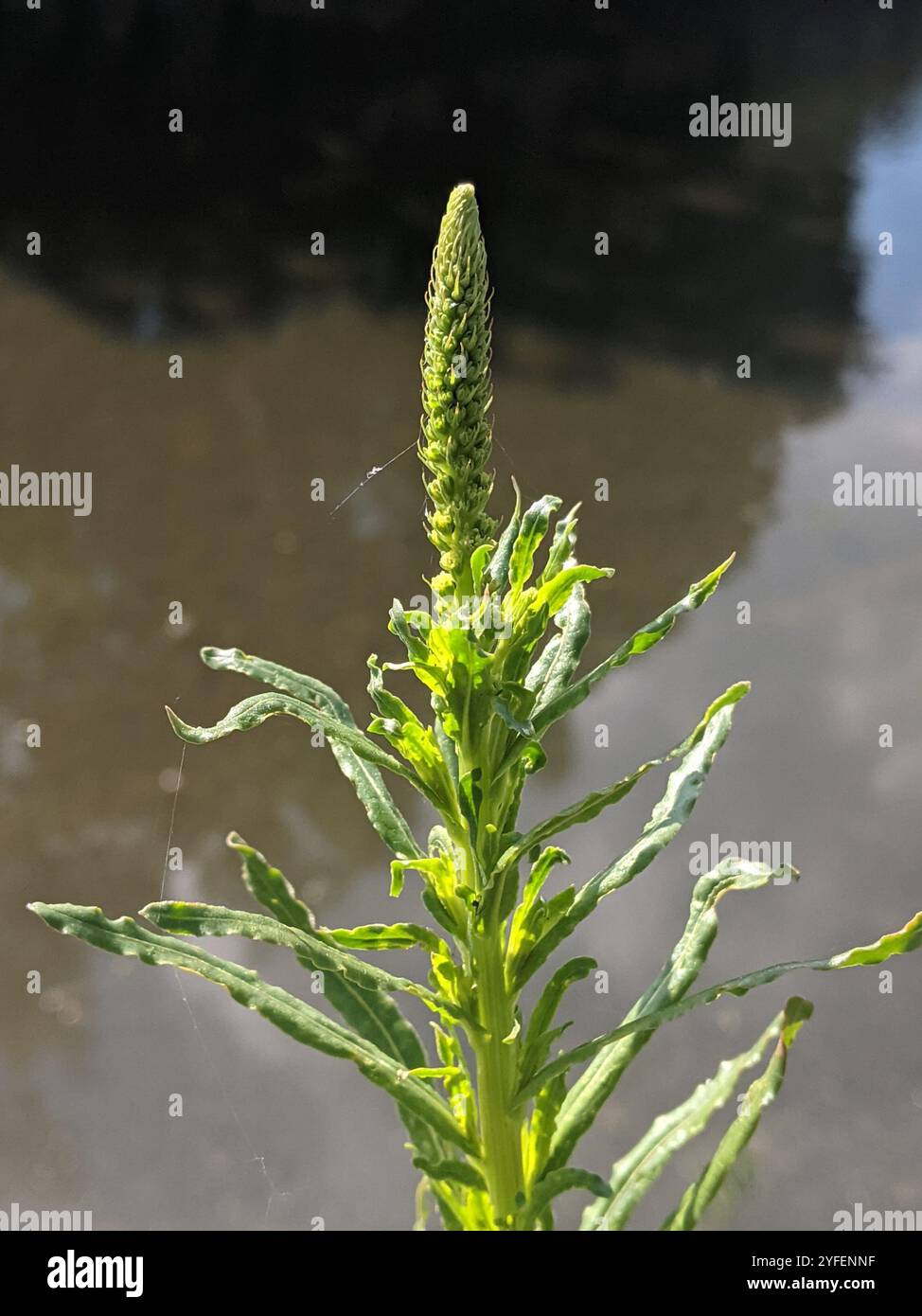 Weld (Reseda luteola Stock Photo - Alamy