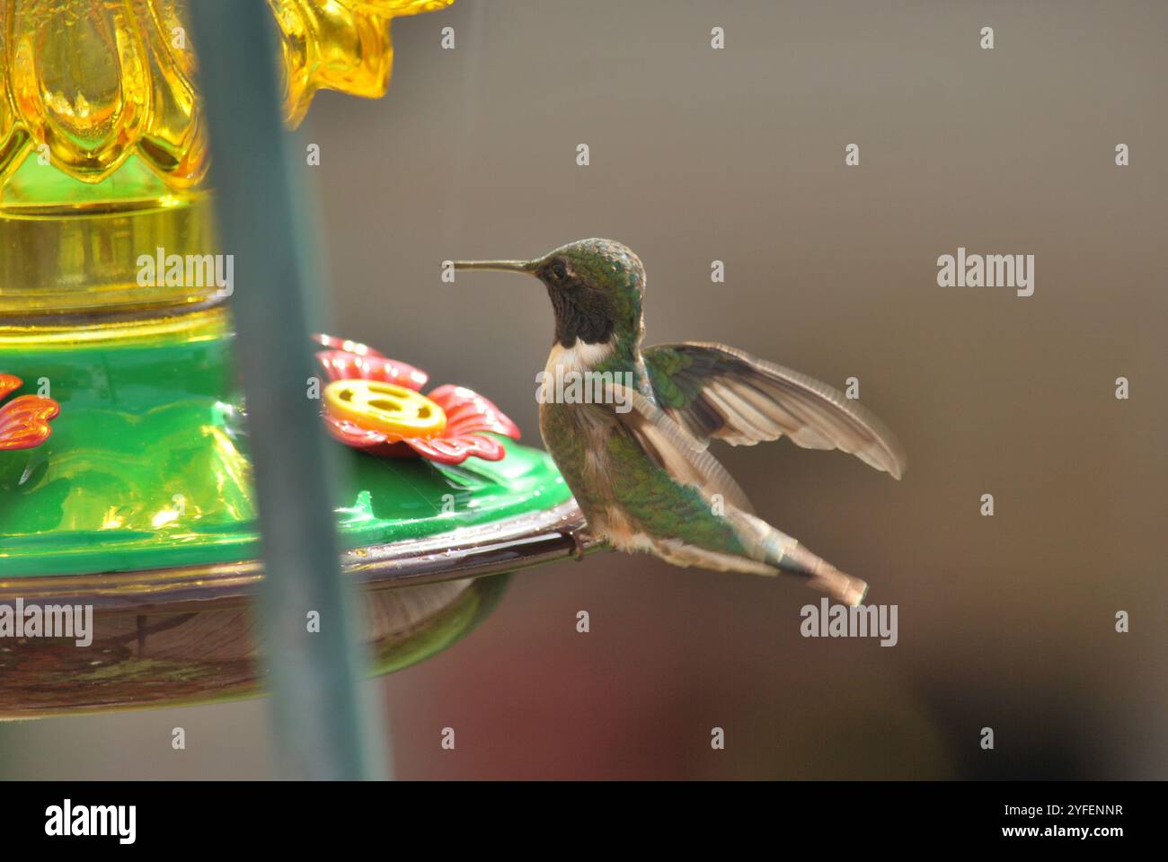 Ruby-throated Hummingbird (Archilochus colubris Stock Photo - Alamy