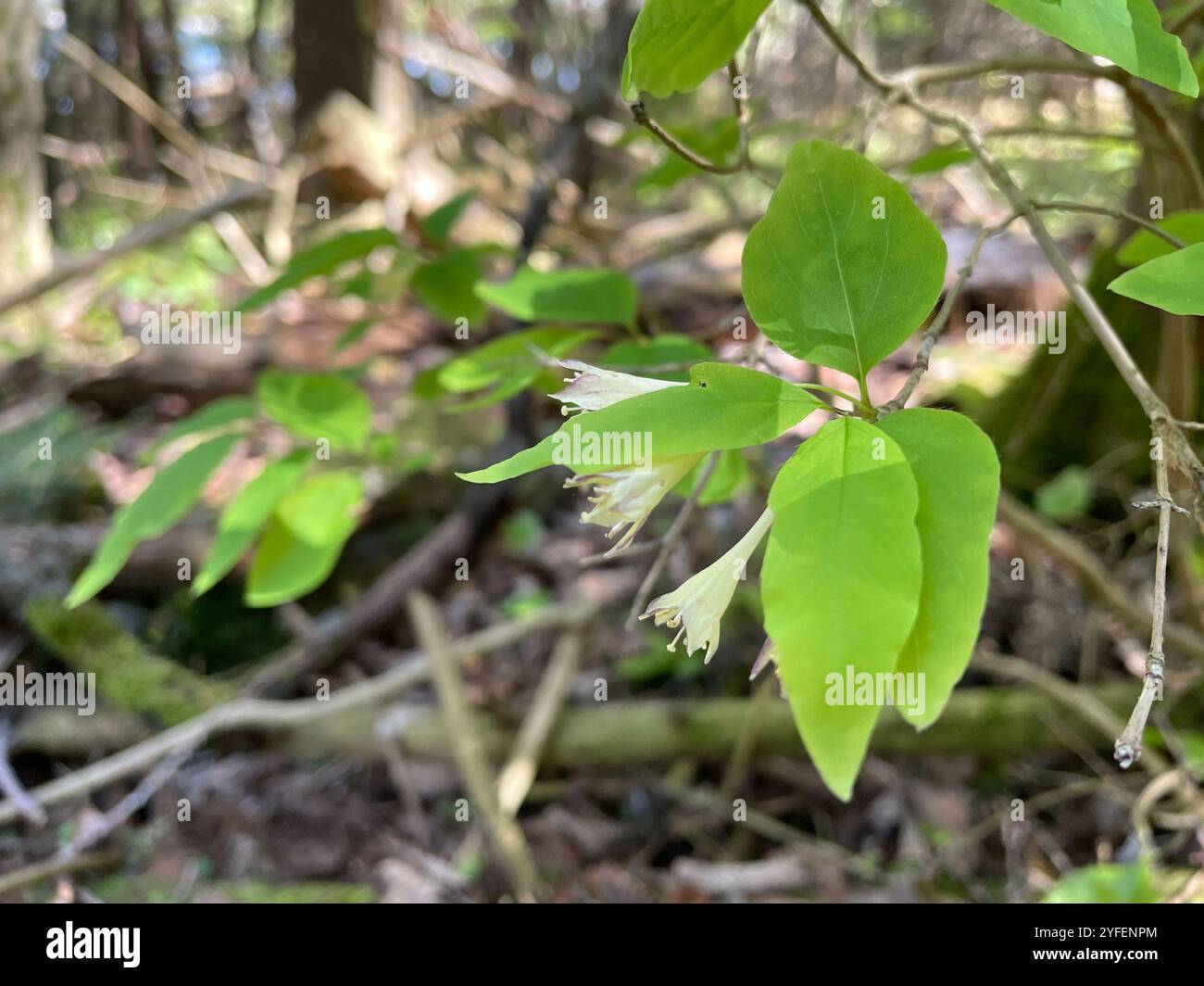American fly-honeysuckle (Lonicera canadensis Stock Photo - Alamy