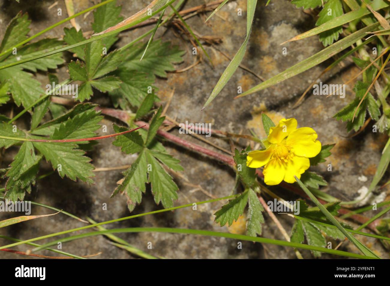 Creeping cinquefoil (Potentilla reptans Stock Photo - Alamy