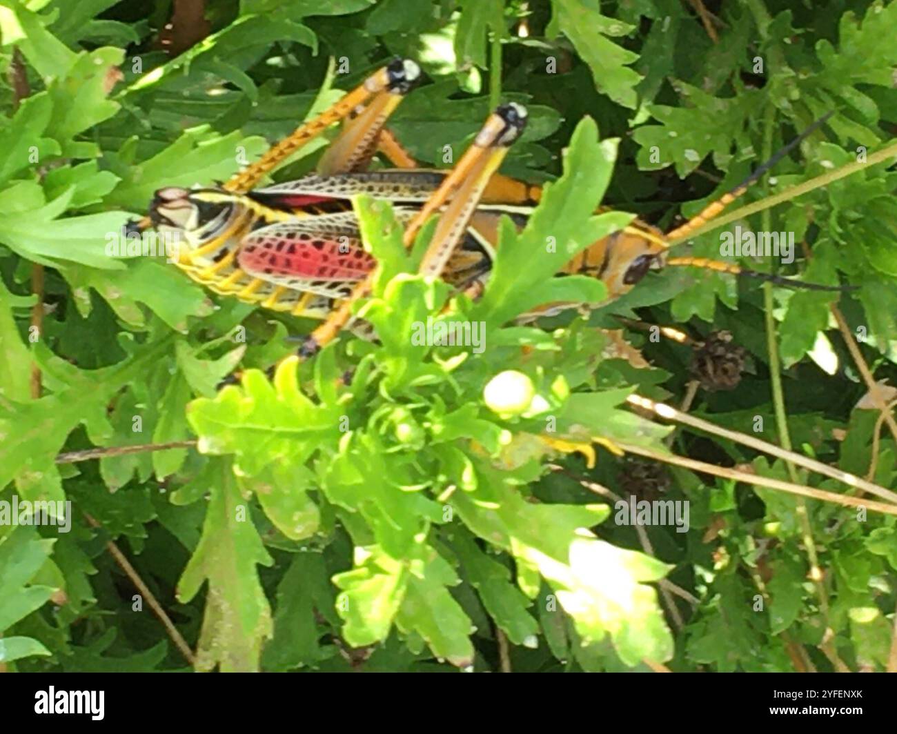 Eastern Lubber Grasshopper (Romalea microptera Stock Photo - Alamy