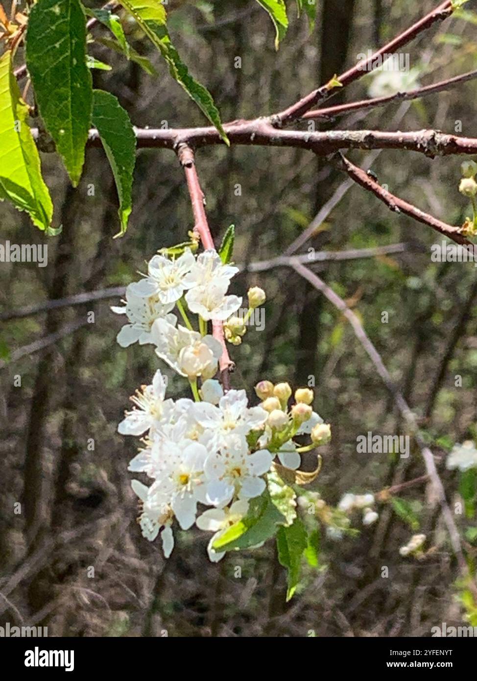 fire cherry (Prunus pensylvanica Stock Photo - Alamy