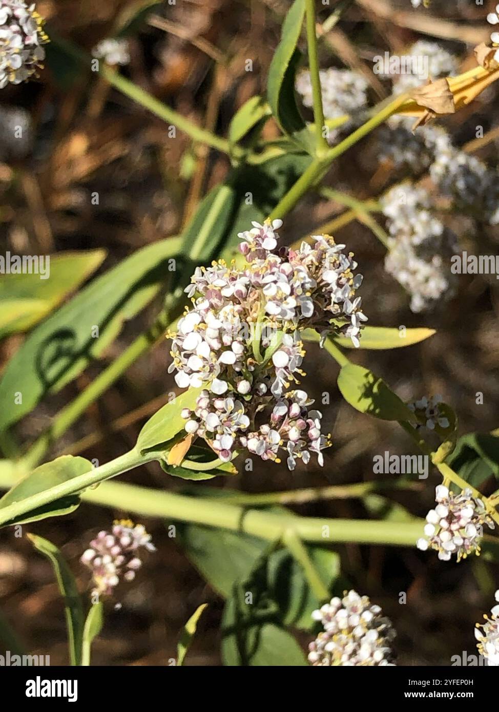 broadleaved pepperweed (Lepidium latifolium Stock Photo - Alamy