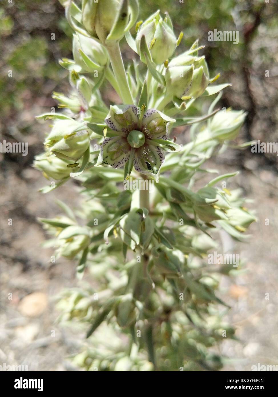 monument plant (Frasera speciosa Stock Photo - Alamy