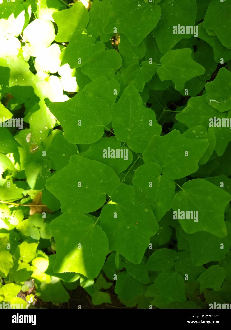 White Inside-out Flower (Vancouveria hexandra Stock Photo - Alamy