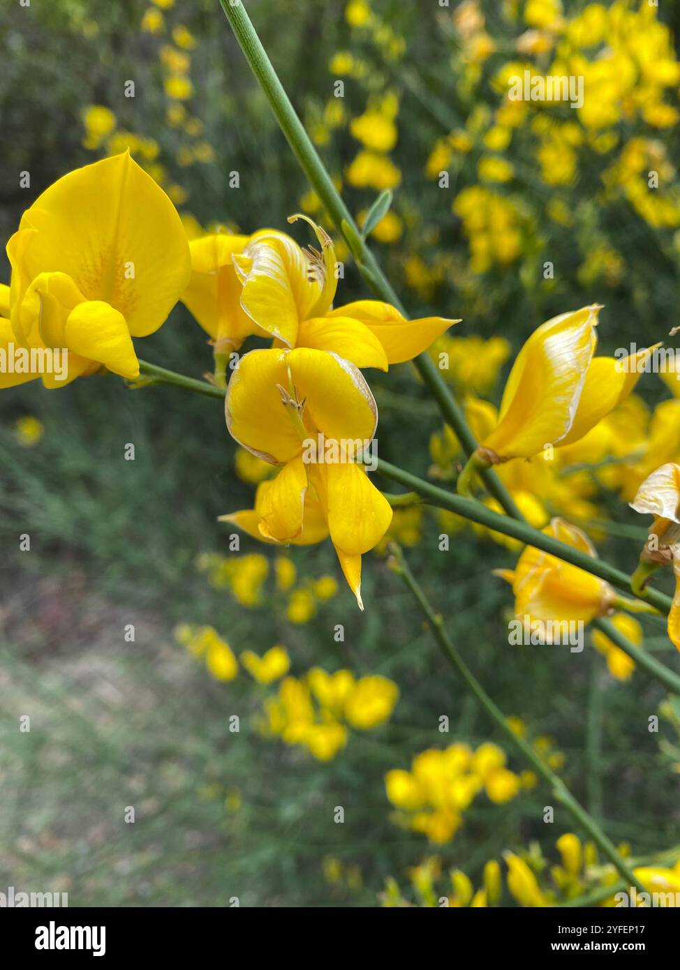 Spanish Broom (Spartium junceum Stock Photo - Alamy