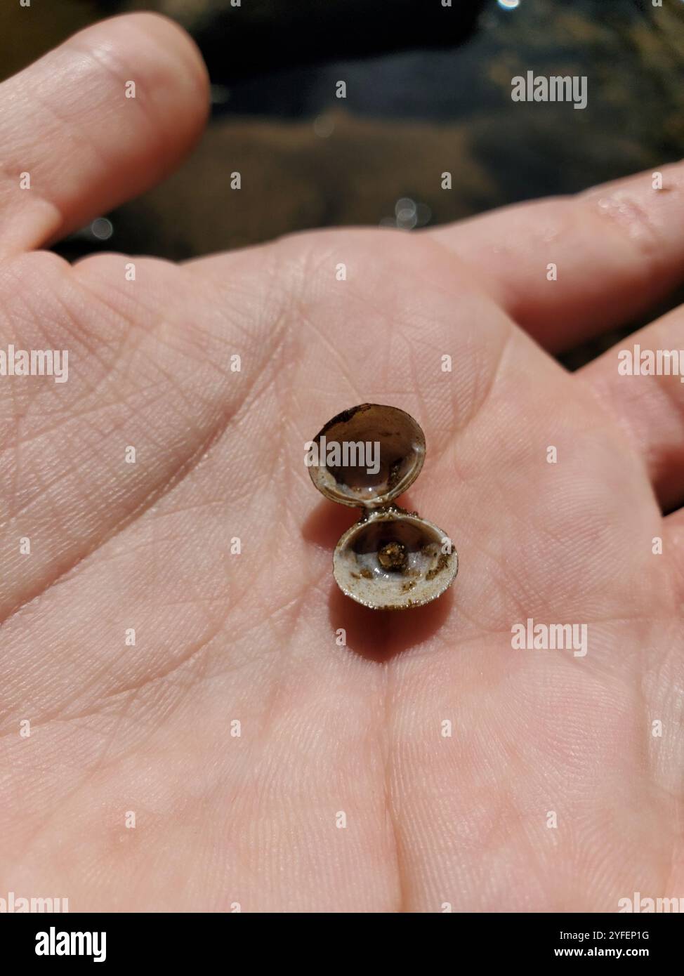 Asian Clam (Corbicula fluminea Stock Photo - Alamy
