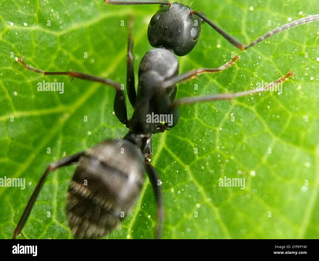 Eastern Black Carpenter Ant (Camponotus pennsylvanicus Stock Photo - Alamy