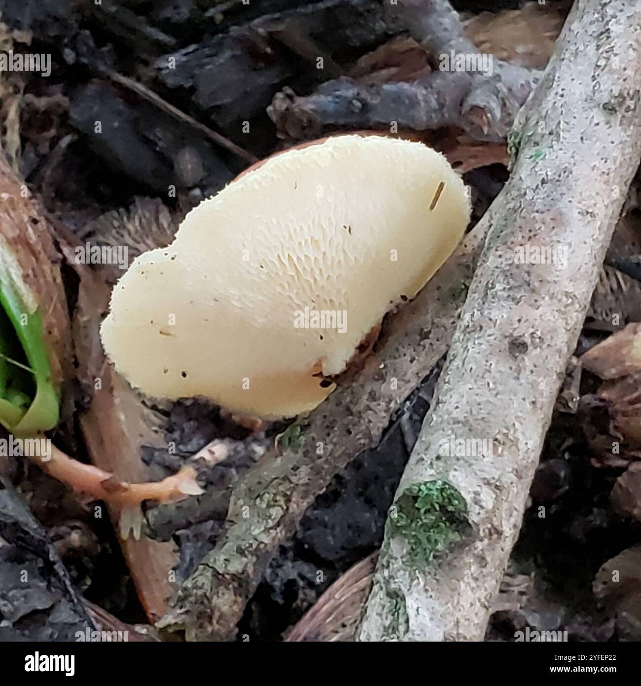hexagonal-pored polypore (Neofavolus alveolaris Stock Photo - Alamy