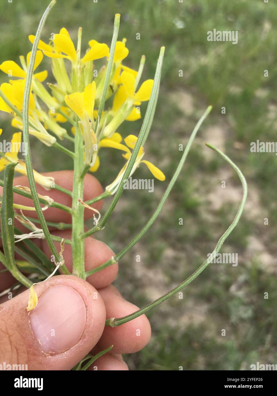 Prairie-rocket Wallflower (Erysimum asperum Stock Photo - Alamy