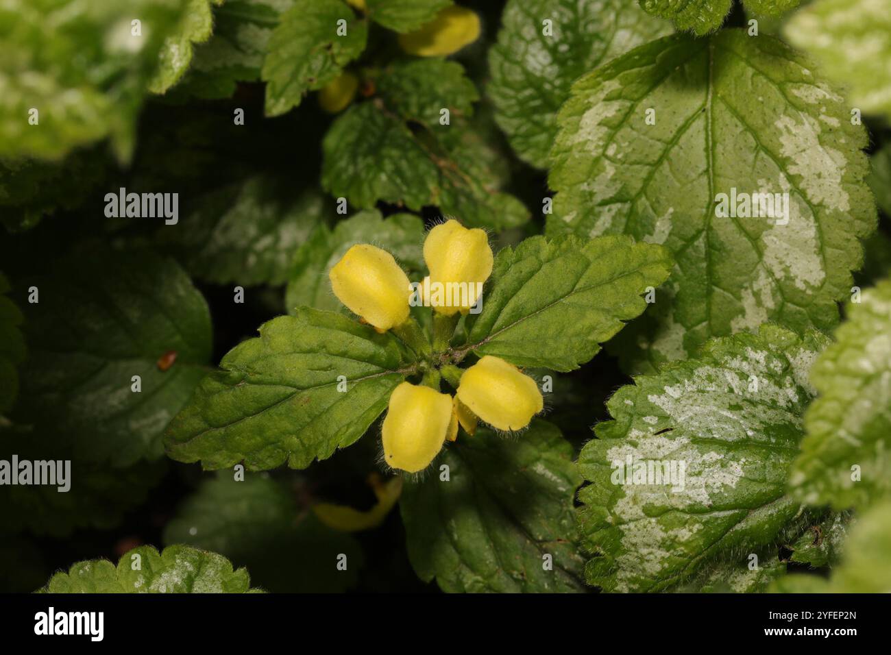 Variegated Yellow Archangel (Lamium galeobdolon argentatum Stock Photo ...