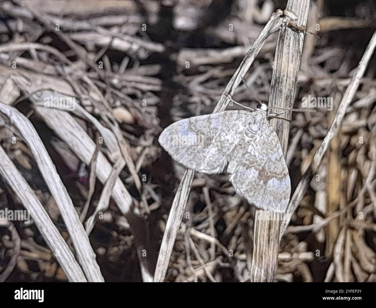 Sandy Carpet (Perizoma flavofasciata Stock Photo - Alamy