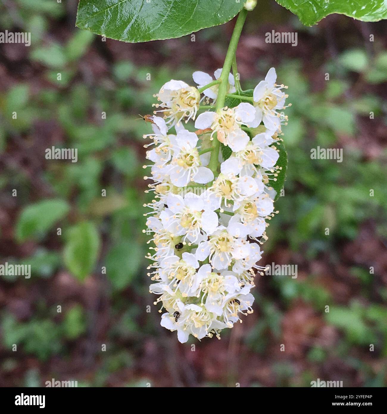 chokecherry (Prunus virginiana Stock Photo - Alamy