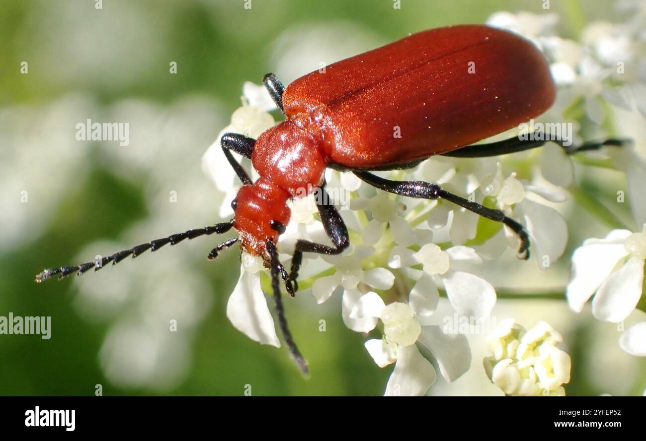 Common Cardinal Beetle (Pyrochroa serraticornis Stock Photo - Alamy