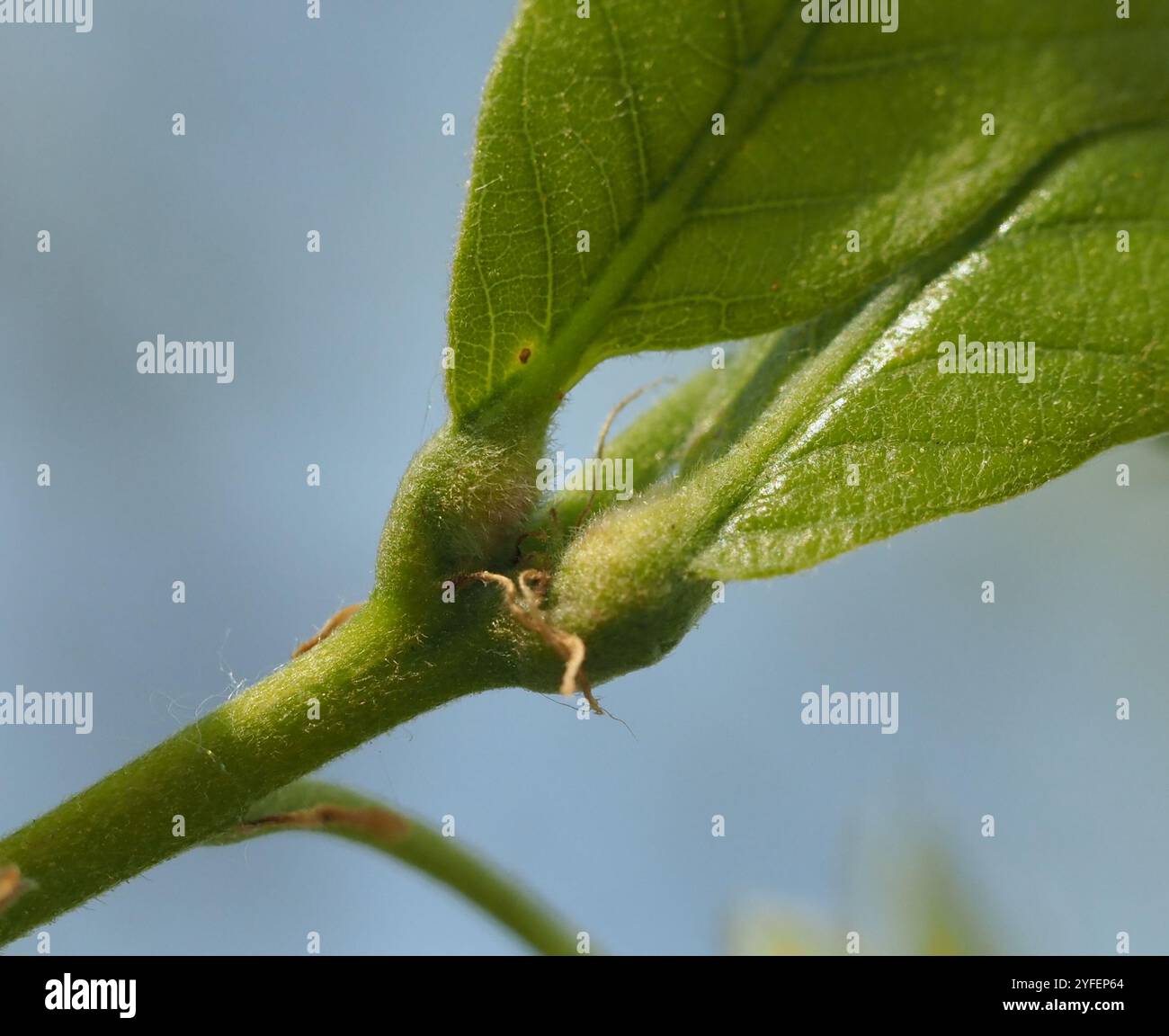 Oak Petiole Gall Wasp (Andricus quercuspetiolicola Stock Photo - Alamy