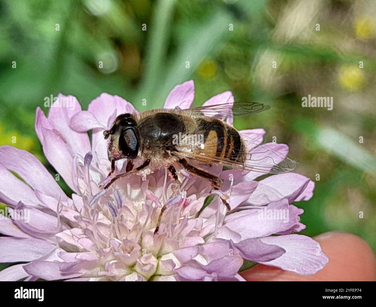 Common Drone Fly (Eristalis tenax Stock Photo - Alamy