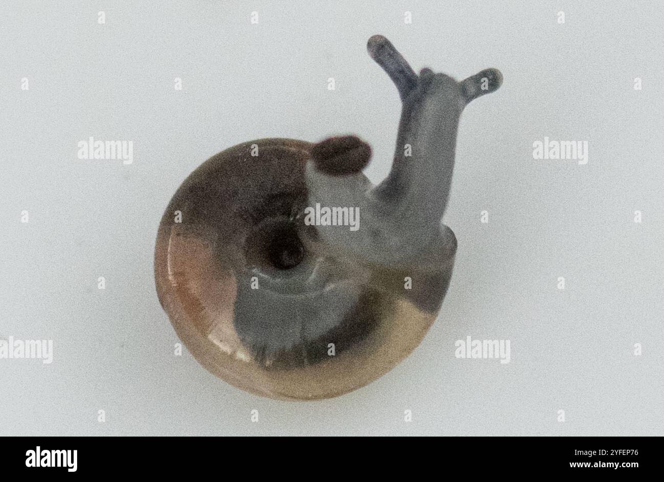 Glass Snails (Oxychilidae Stock Photo - Alamy