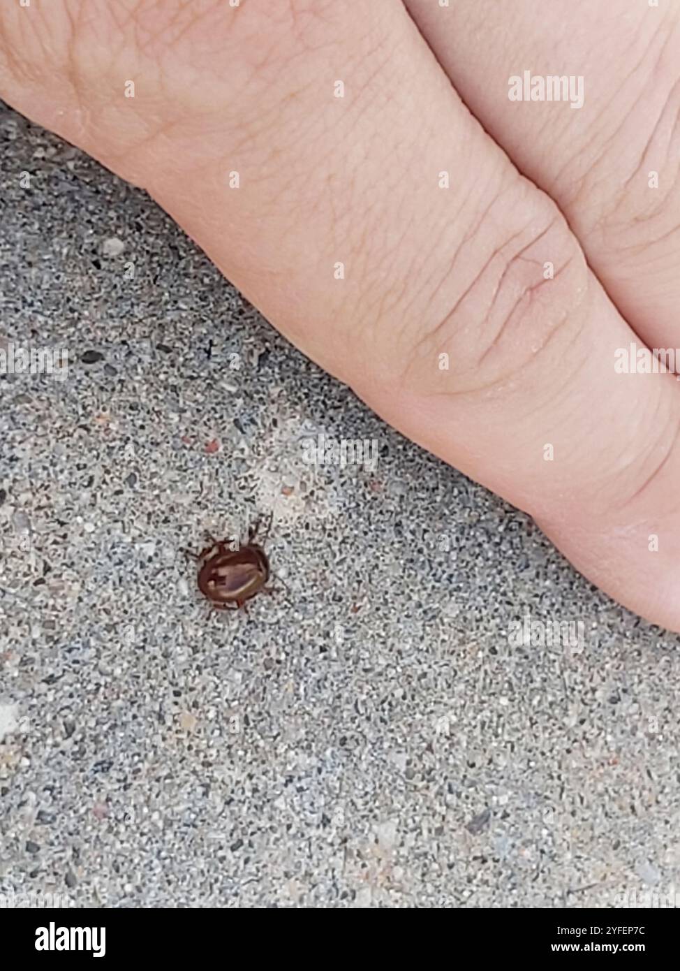 brown leaf beetle (Chrysolina staphylaea Stock Photo - Alamy