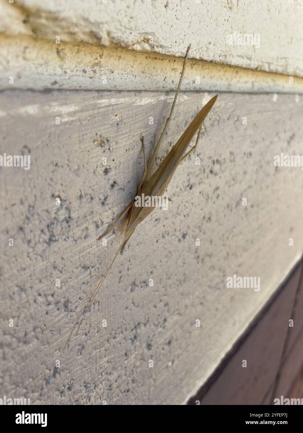 Irritating Grasshopper (Euconocephalus nasutus Stock Photo - Alamy