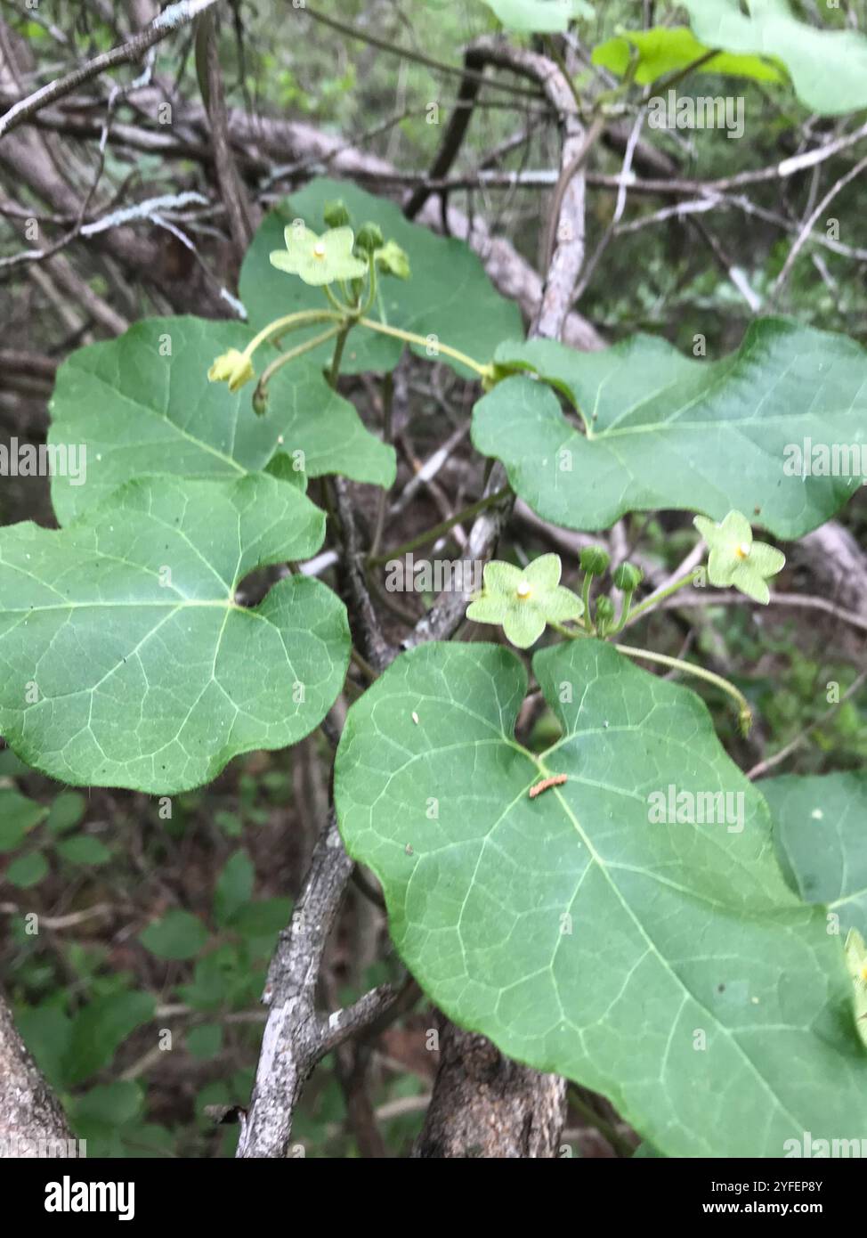 Matelea reticulata hi-res stock photography and images - Alamy