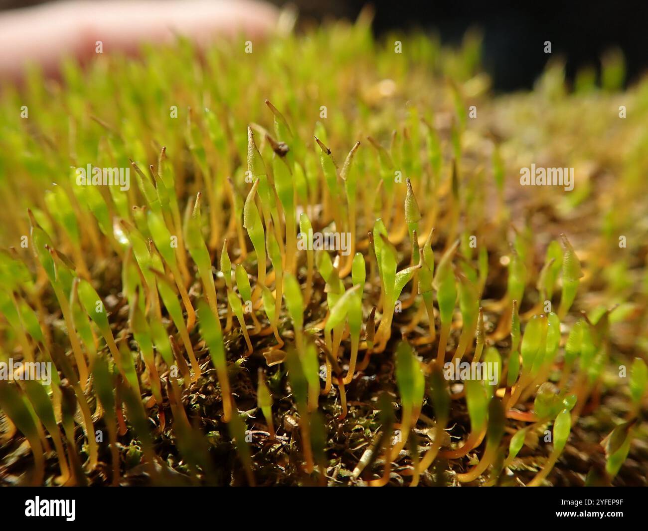 Tetraplodon mnioides hi-res stock photography and images - Alamy