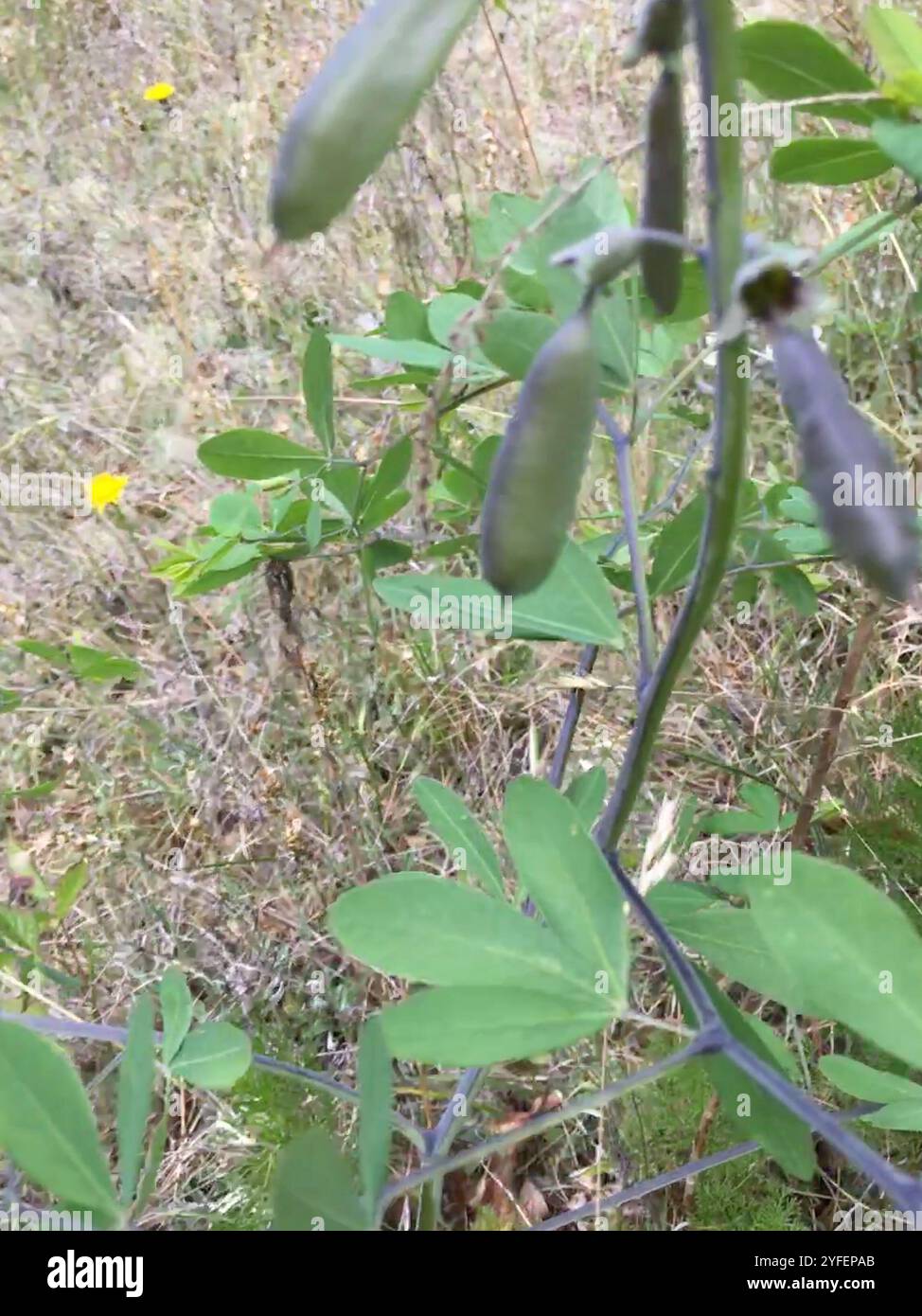 white wild indigo (Baptisia alba Stock Photo - Alamy