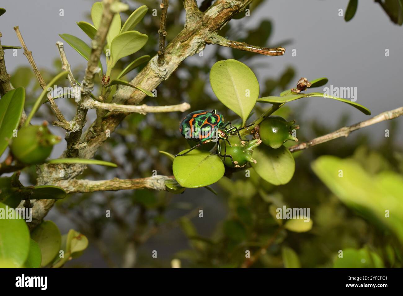Poecilocoris hi-res stock photography and images - Alamy