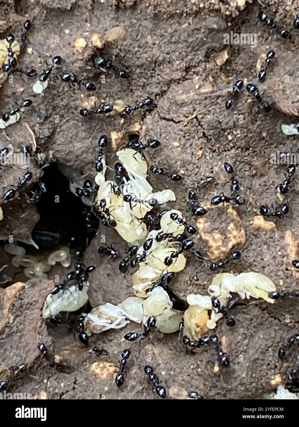 Trailing, Pharaoh, and Timid Ants (Monomorium Stock Photo - Alamy