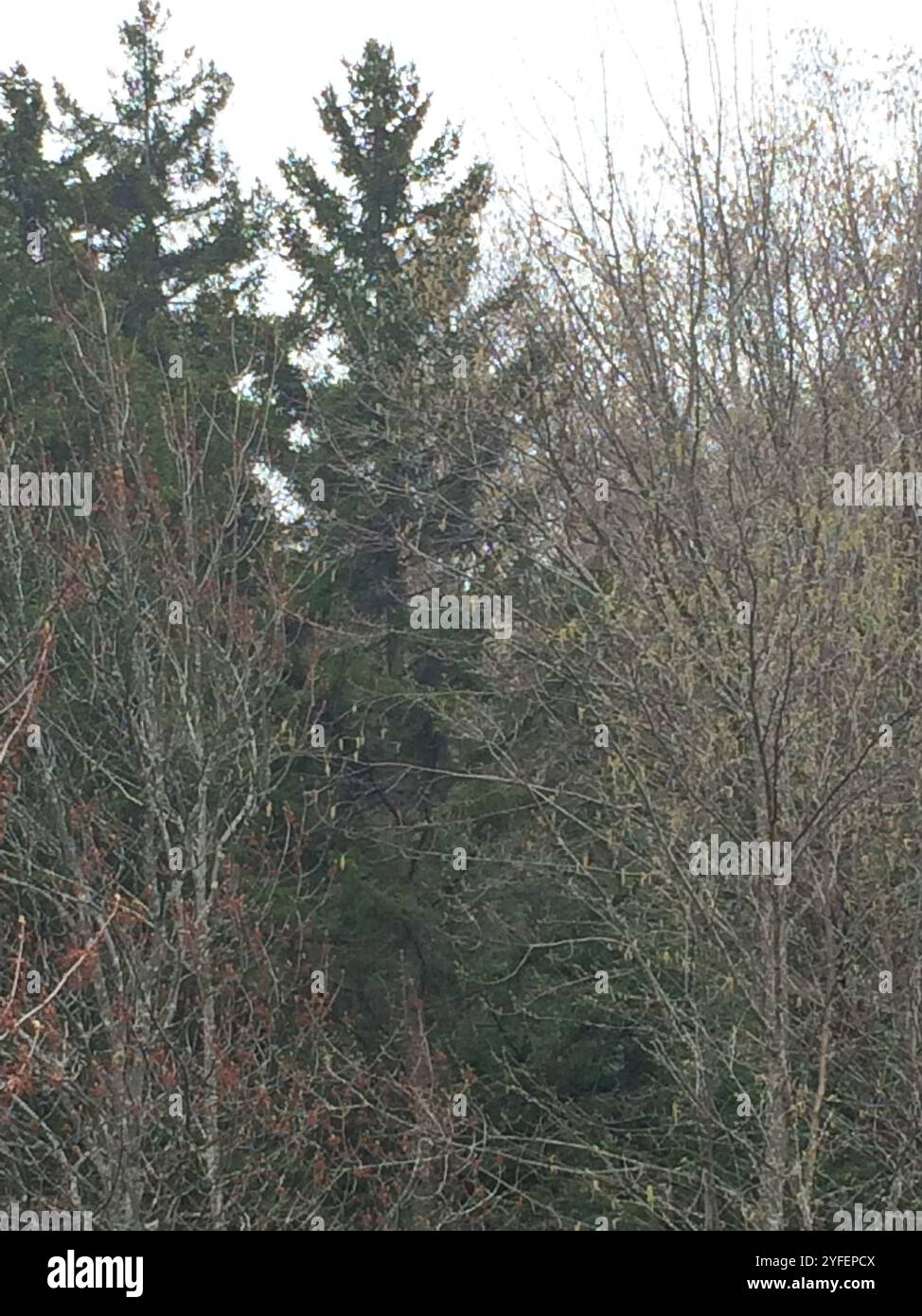 red spruce (Picea rubens Stock Photo - Alamy