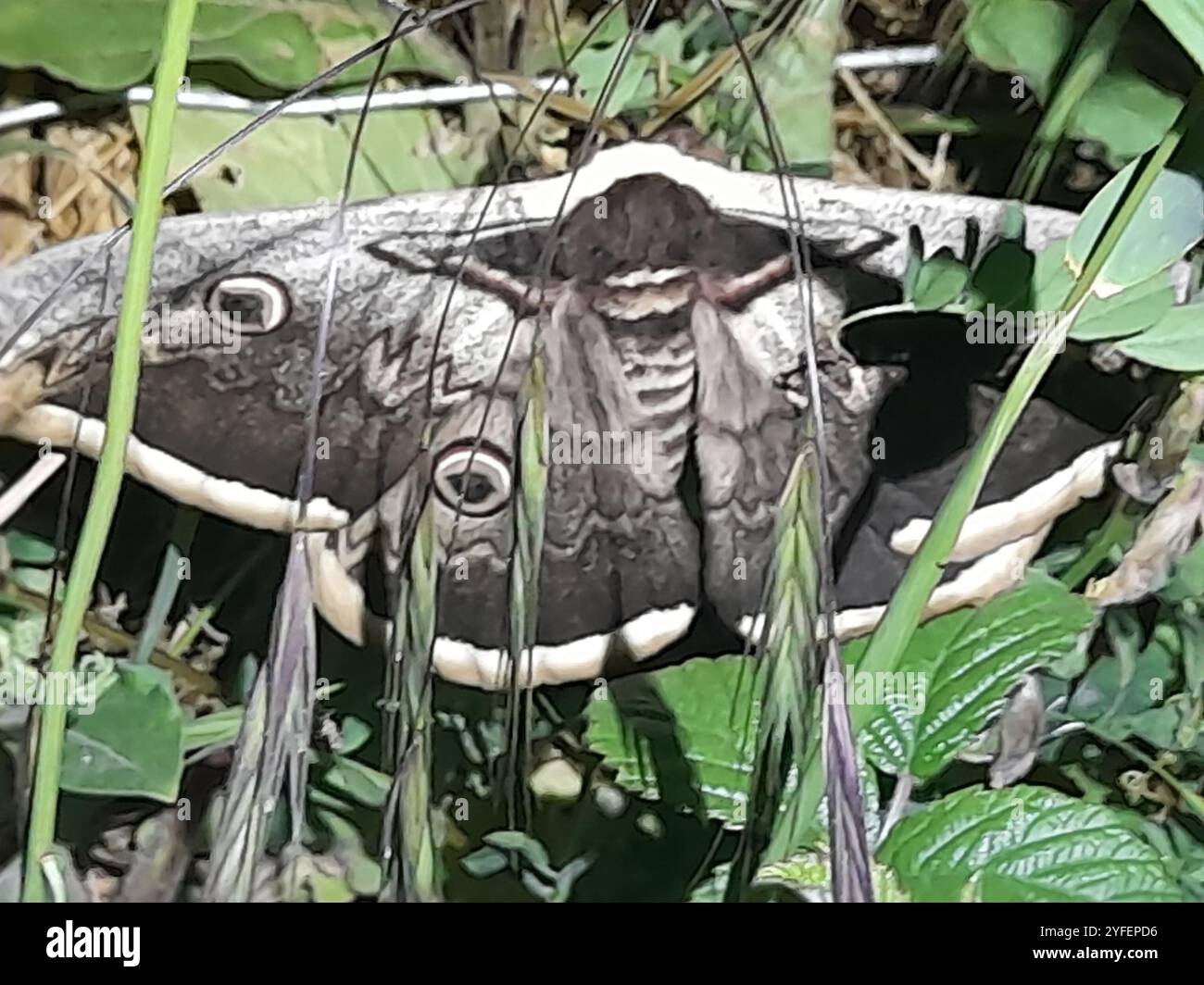 Giant Peacock Moth (Saturnia pyri Stock Photo - Alamy