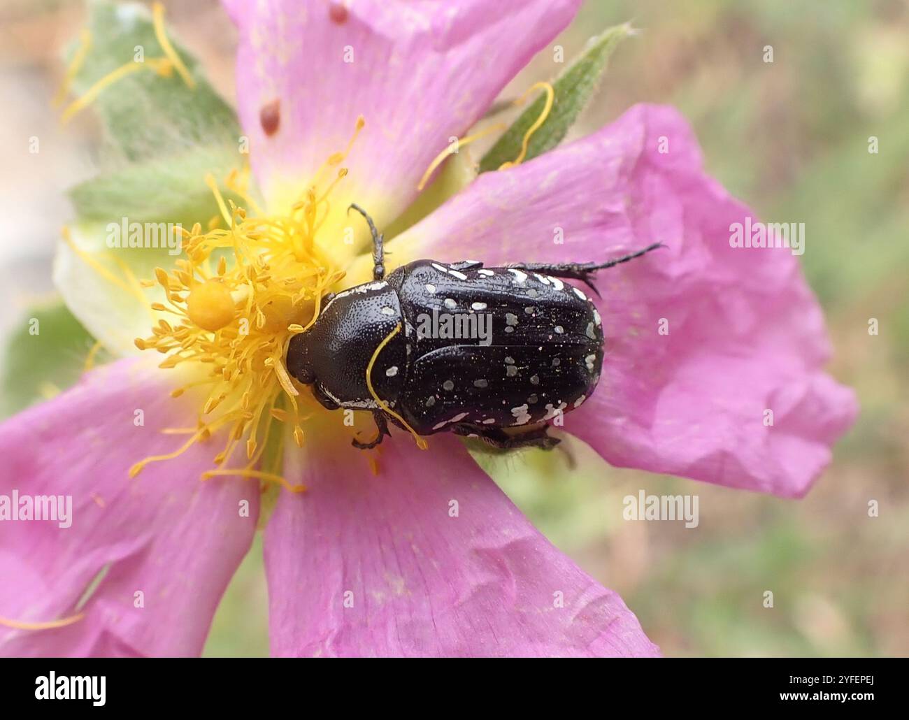 Middle Eastern Flower Scarab (Oxythyrea cinctella Stock Photo - Alamy