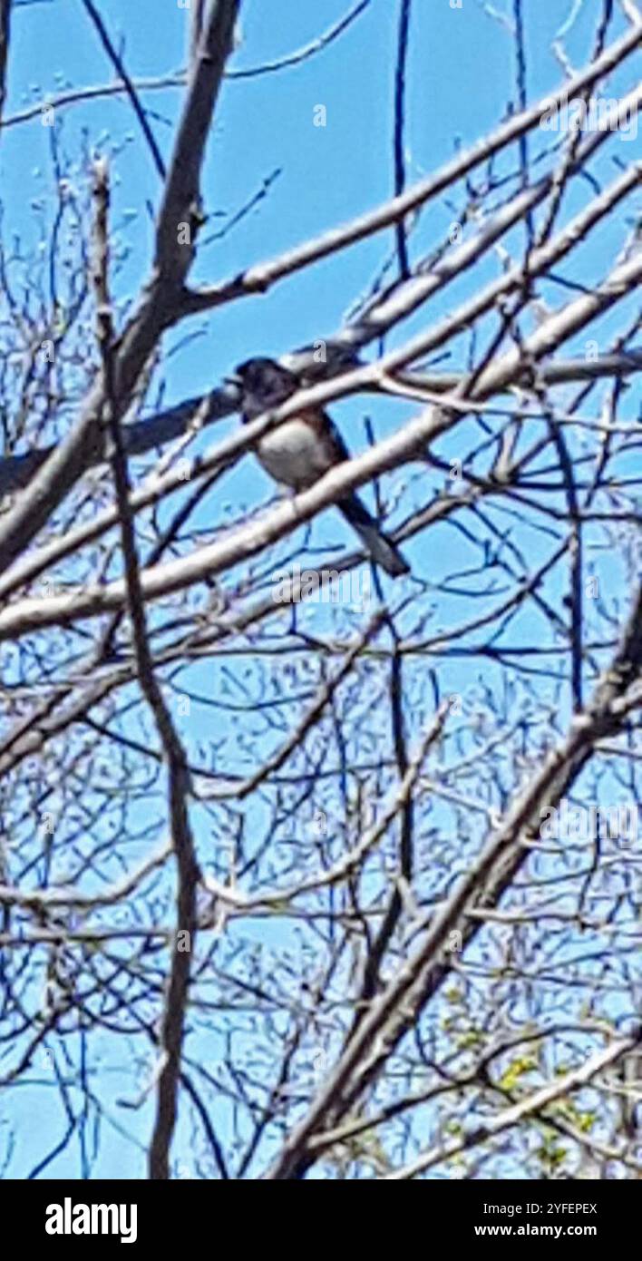 Eastern Towhee (Pipilo erythrophthalmus Stock Photo - Alamy