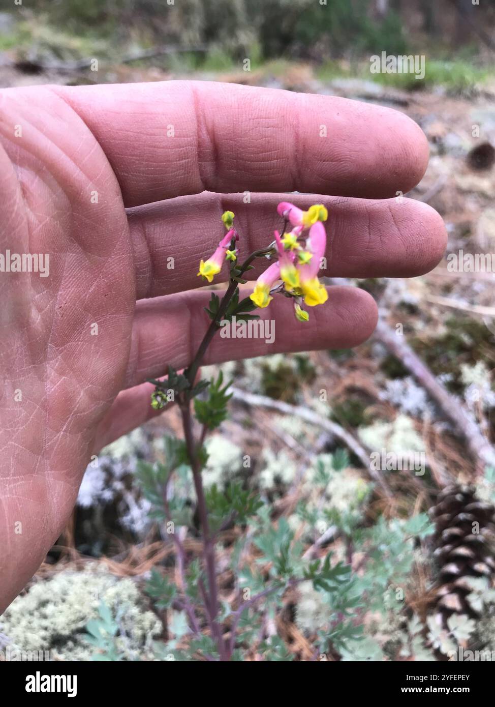 rock harlequin (Capnoides sempervirens Stock Photo - Alamy