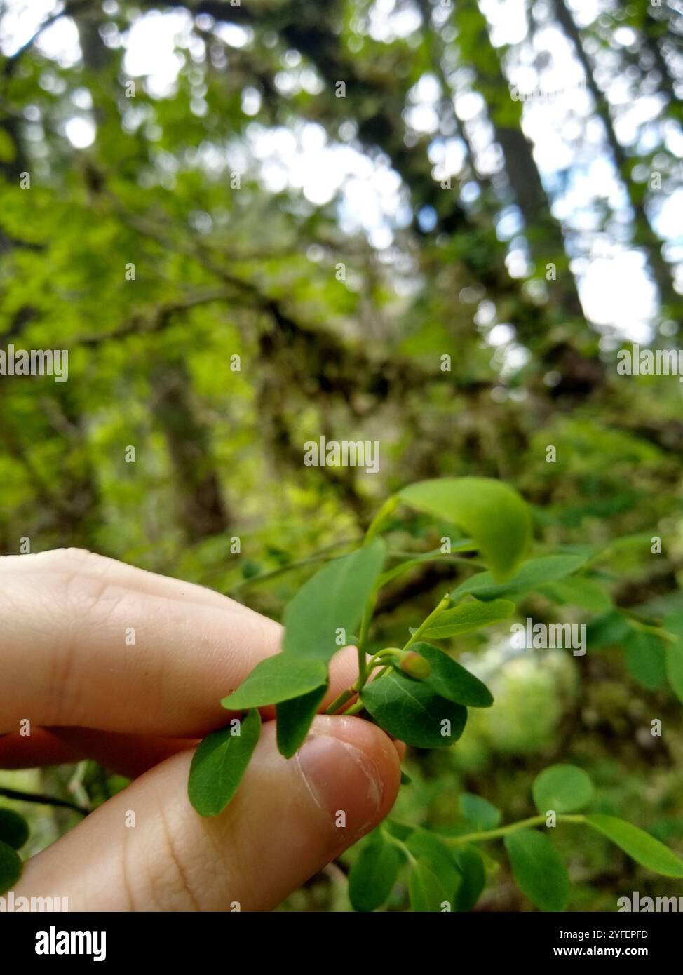 Vaccinium parvifolium hi-res stock photography and images - Alamy