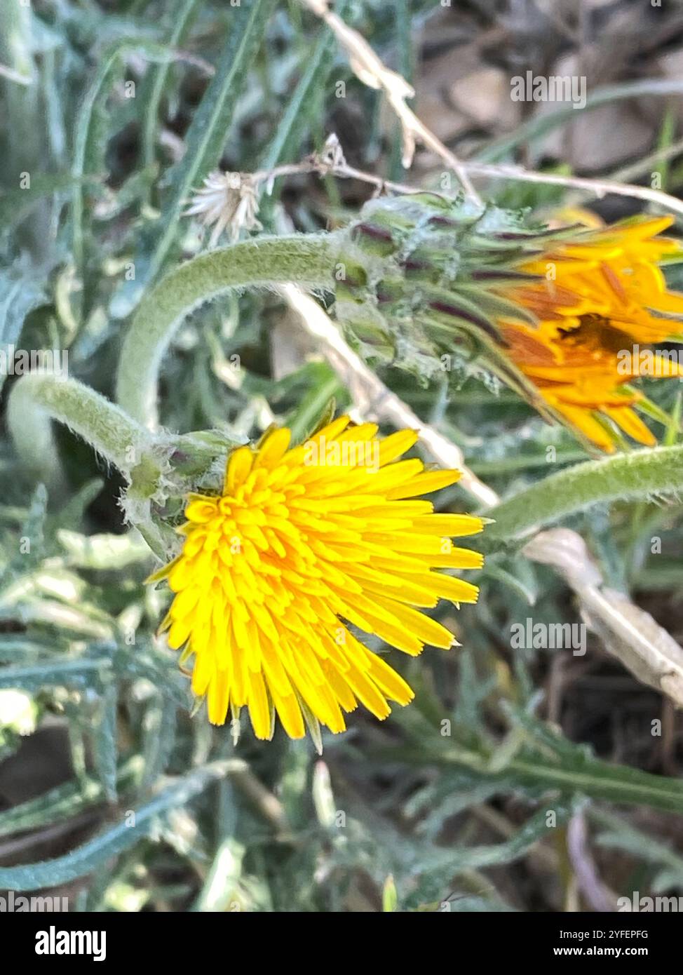Spearleaf hi-res stock photography and images - Alamy
