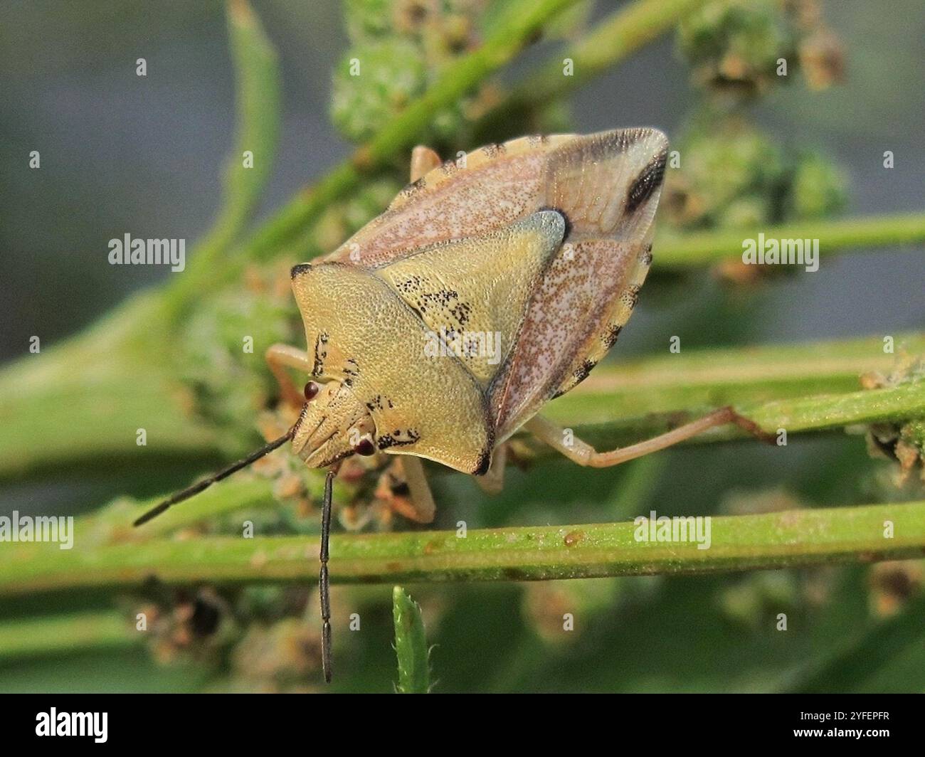 Coreanus hi-res stock photography and images - Alamy