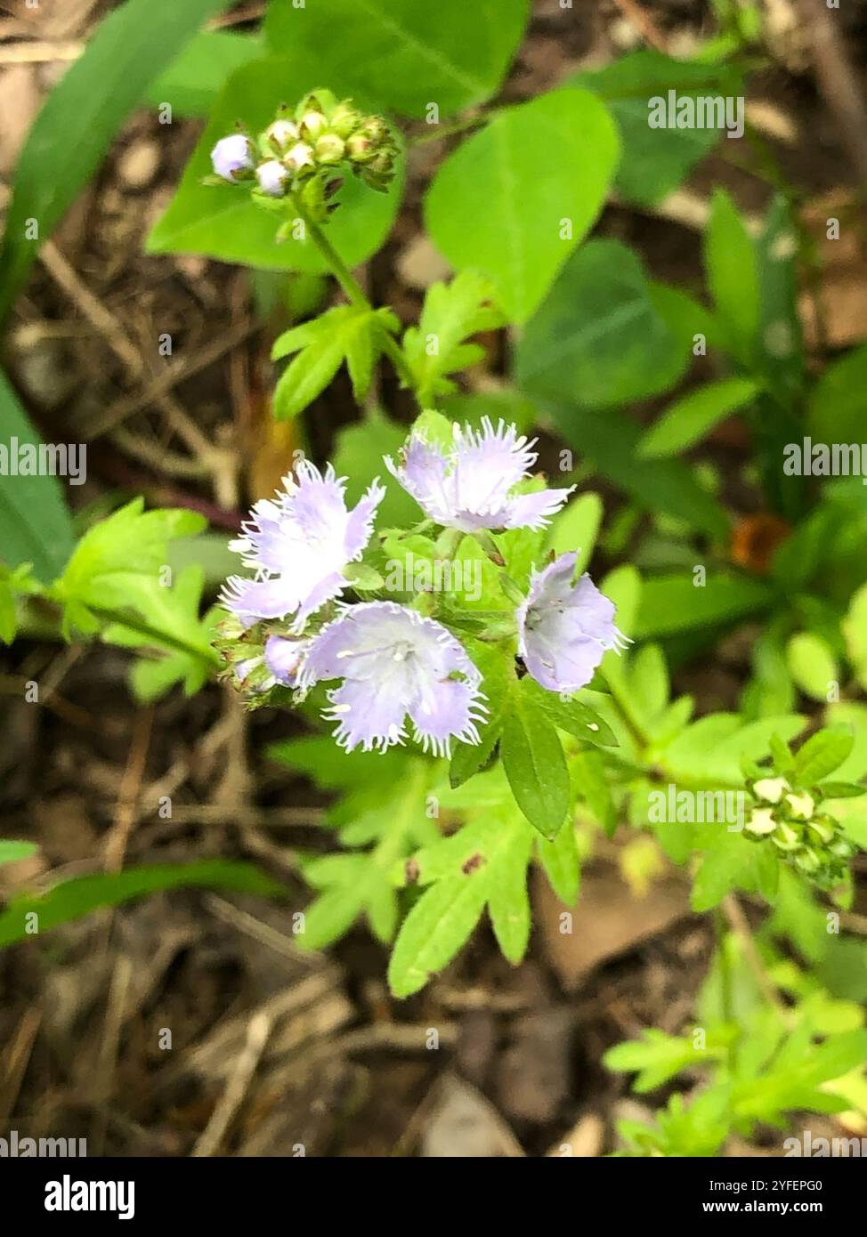 Miami Mist (Phacelia purshii Stock Photo - Alamy