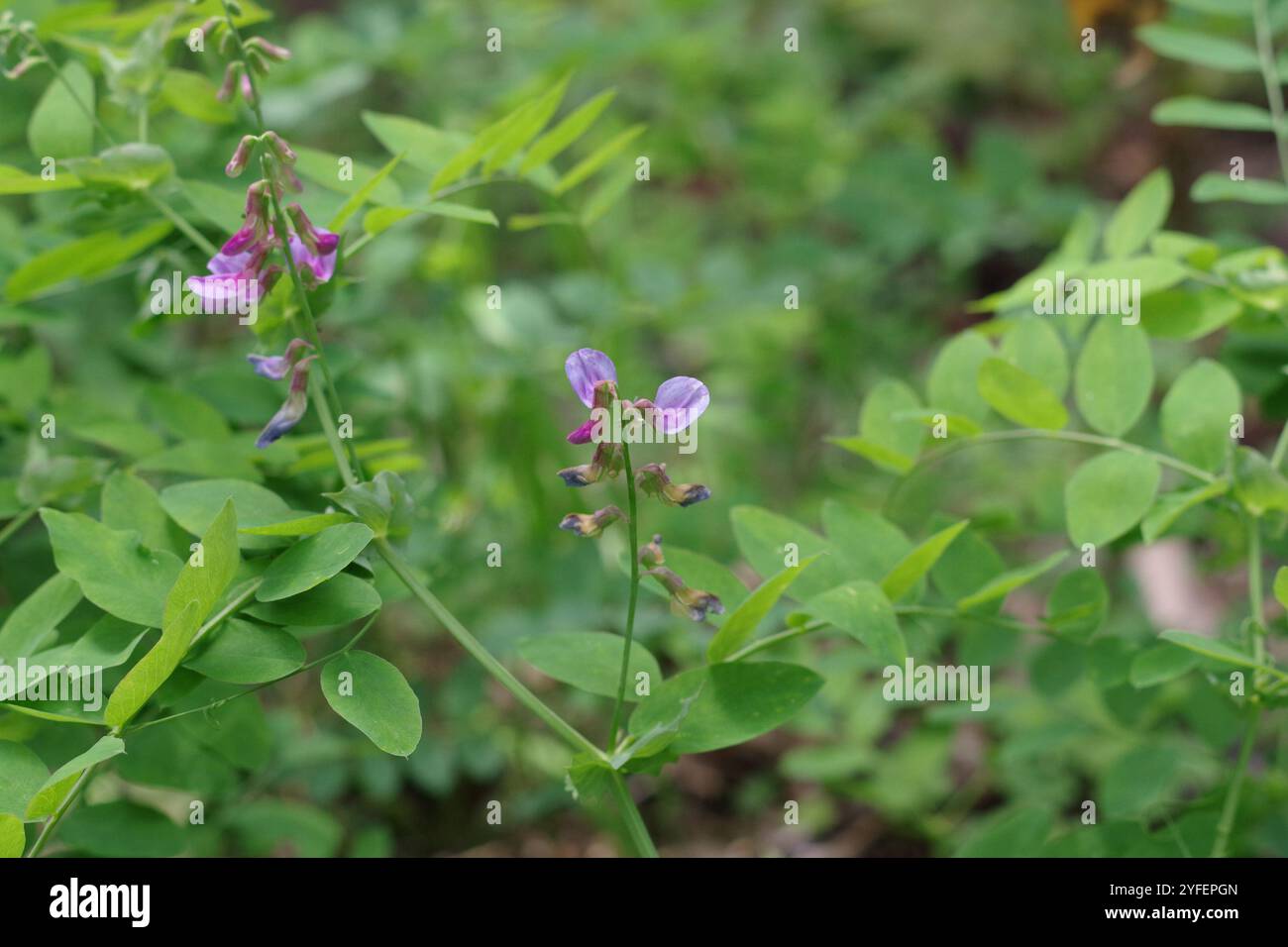 Leafy Pea (Lathyrus polyphyllus Stock Photo - Alamy