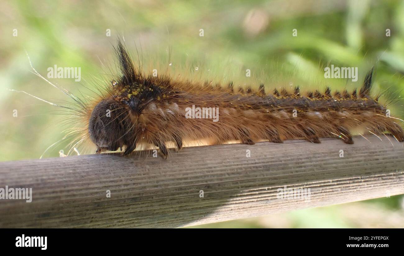 Drinker Moth (Euthrix potatoria Stock Photo - Alamy