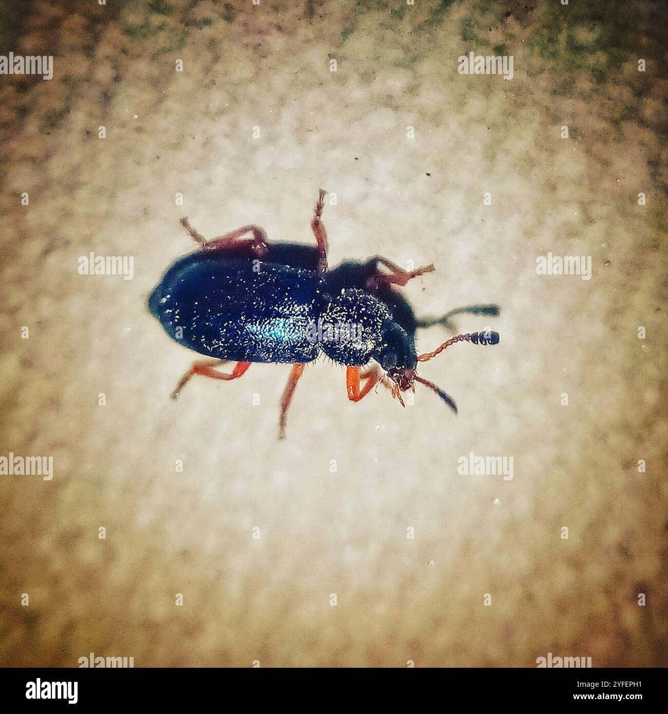 Ham beetle hi-res stock photography and images - Alamy