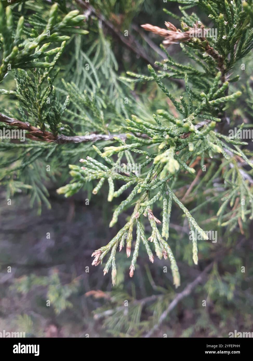 Seaside Juniper (Juniperus maritima Stock Photo - Alamy