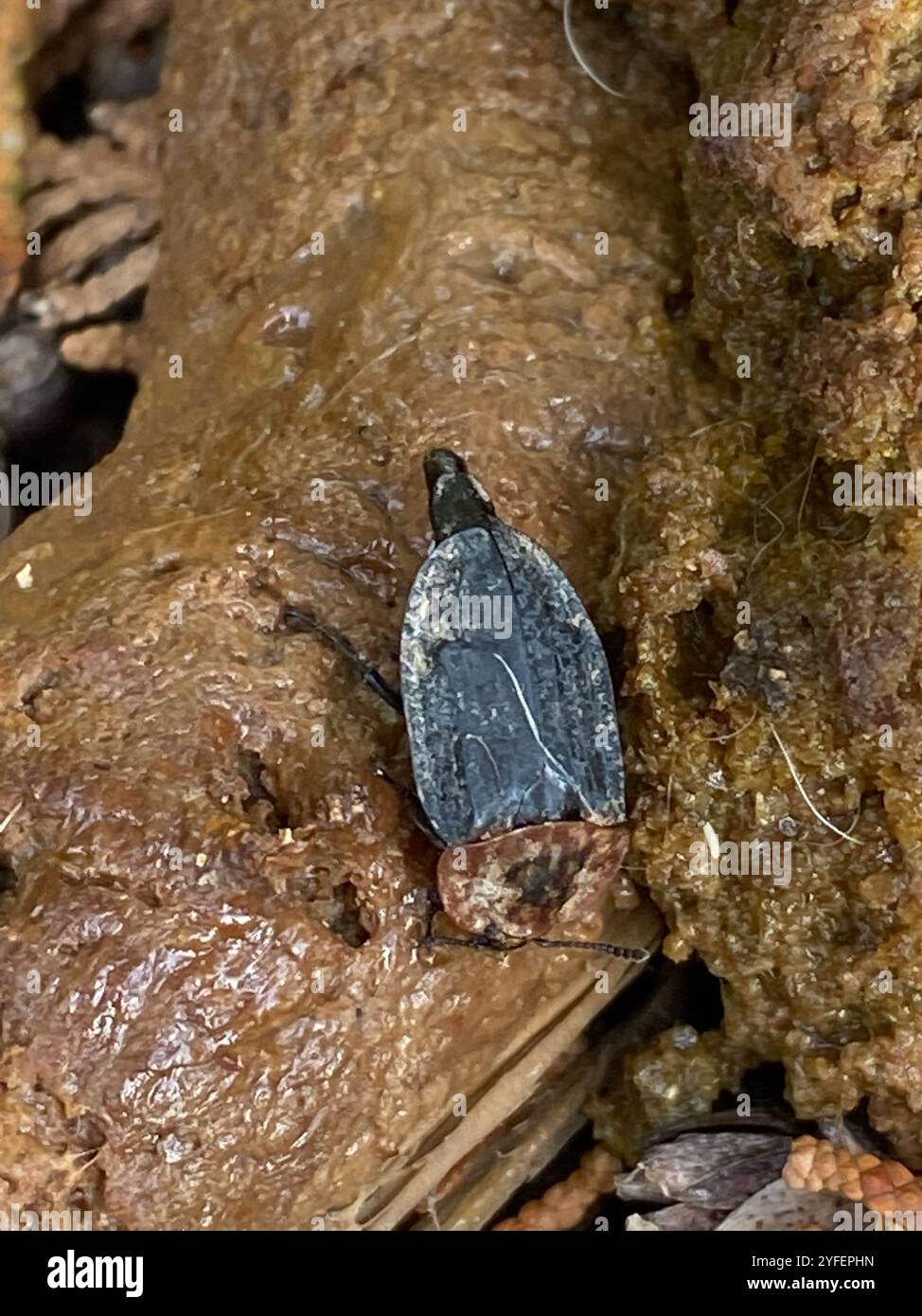 Red-breasted Carrion Beetle (Oiceoptoma thoracicum Stock Photo - Alamy